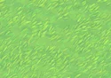 Lost Atlas - Search from 5000+ free battle maps for D&D and other RPGs